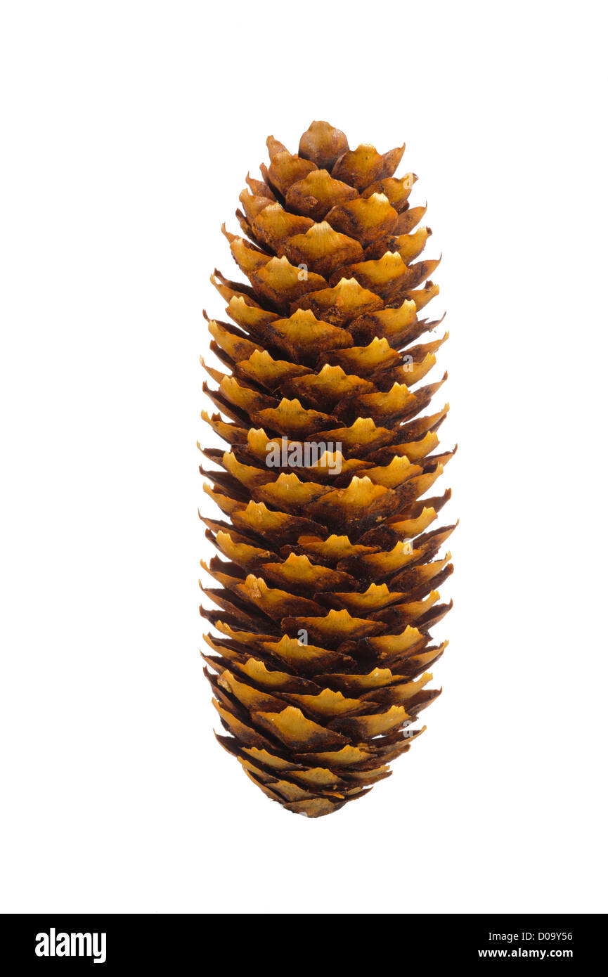 fir cone isolated over white background Stock Photo - Alamy