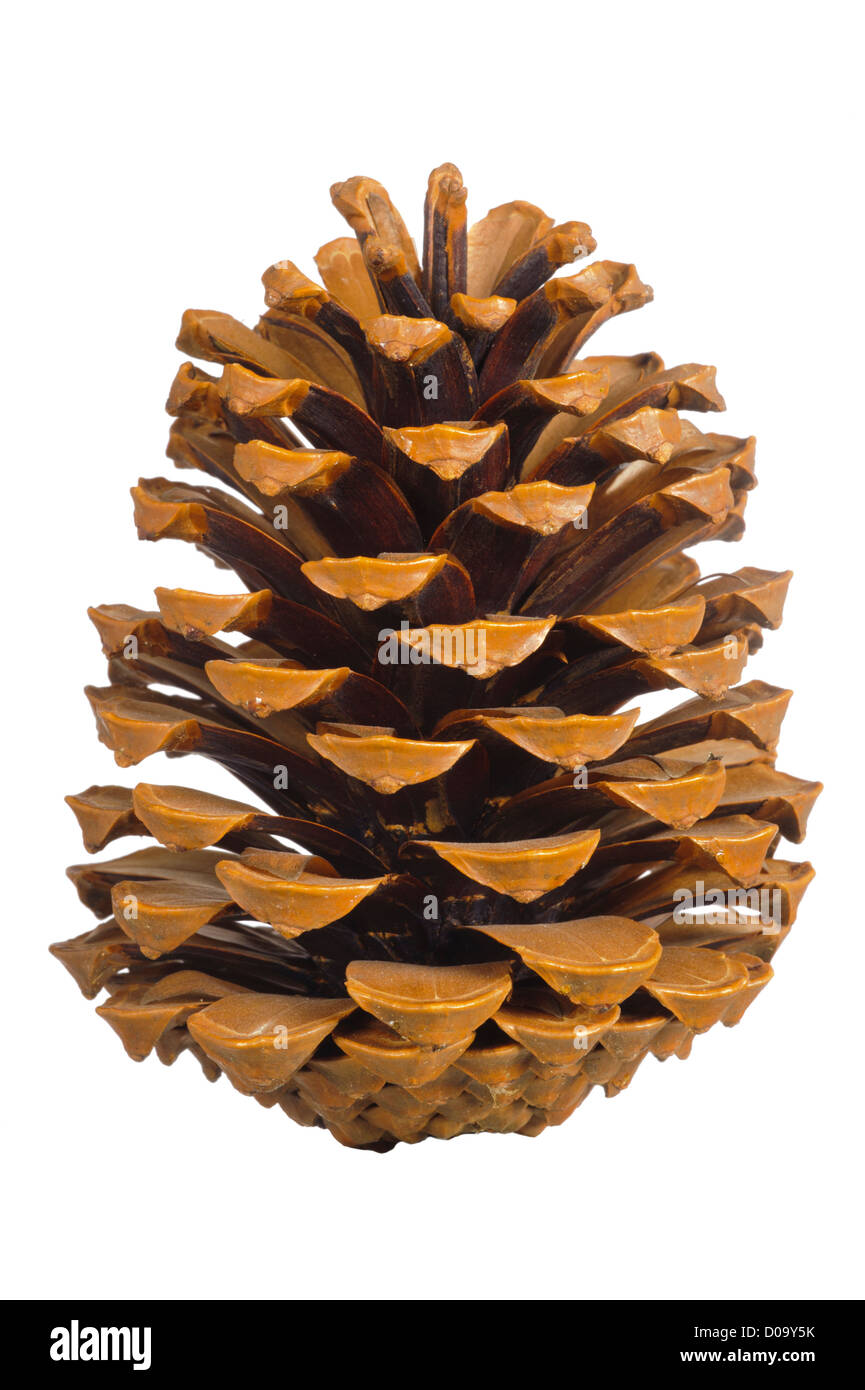 Cone shaped tree Cut Out Stock Images & Pictures - Alamy