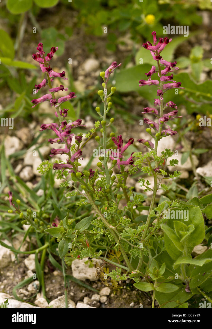 Fumaria officinalis hi-res stock photography and images - Alamy