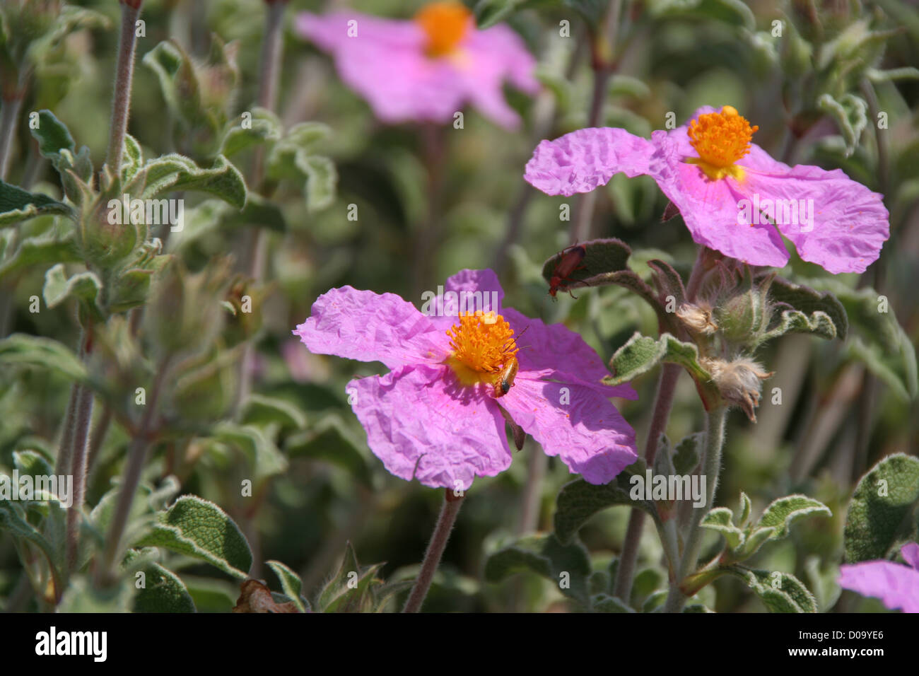 Cistus, rock rose Stock Photo - Alamy