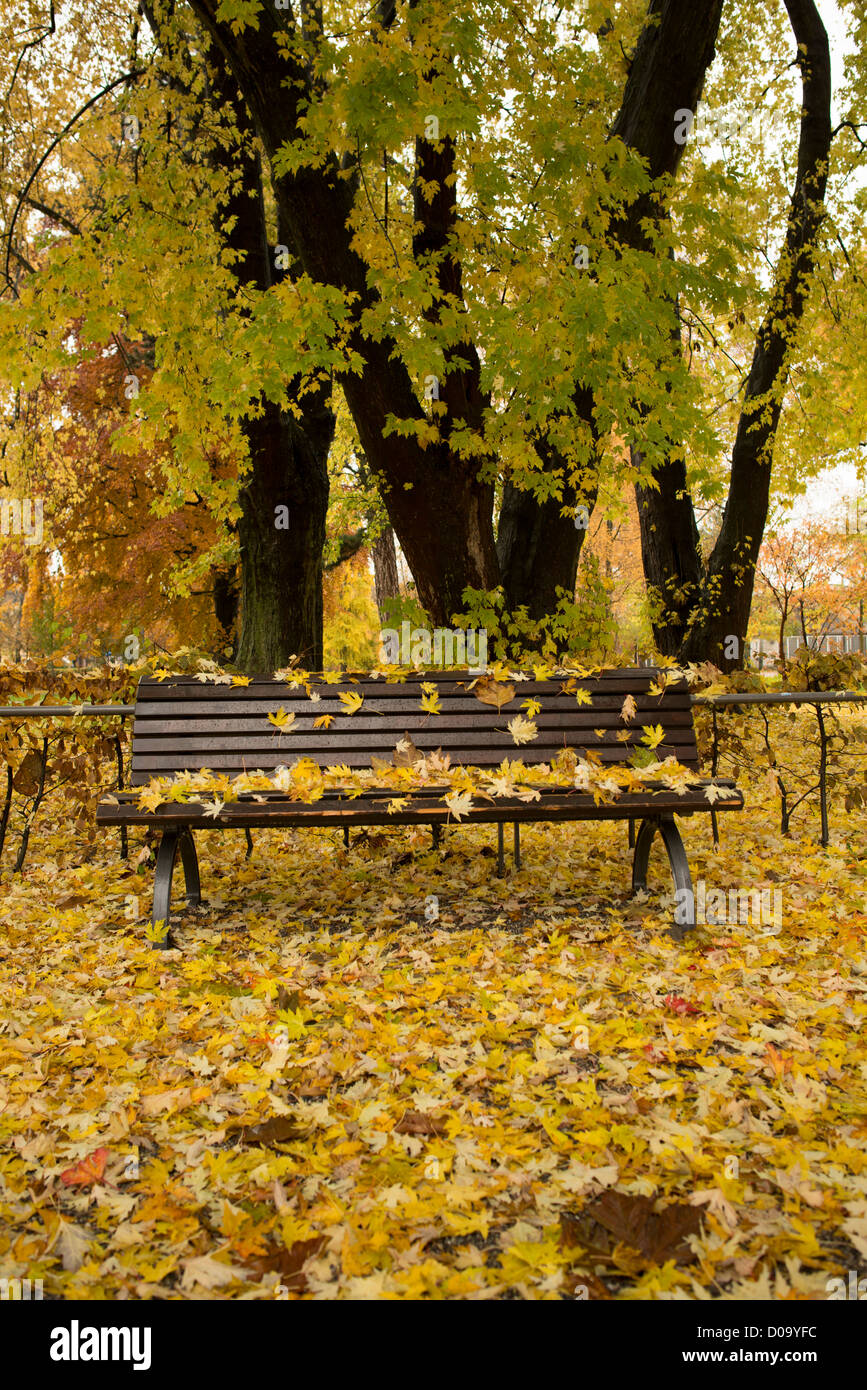 Leaves autumn park tree germany hi-res stock photography and images - Alamy