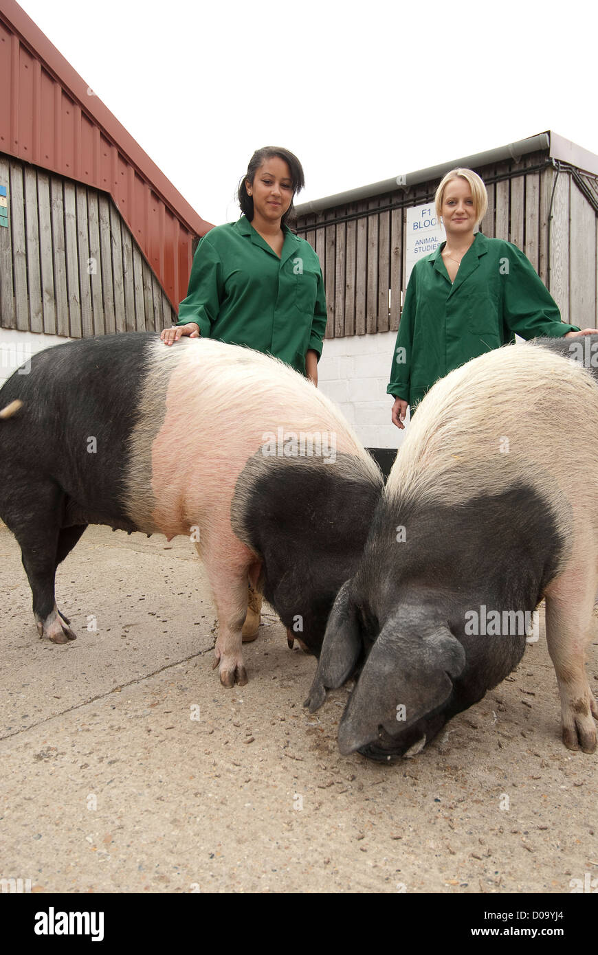 Girls feeding rare breed pigs hi-res stock photography and images - Alamy