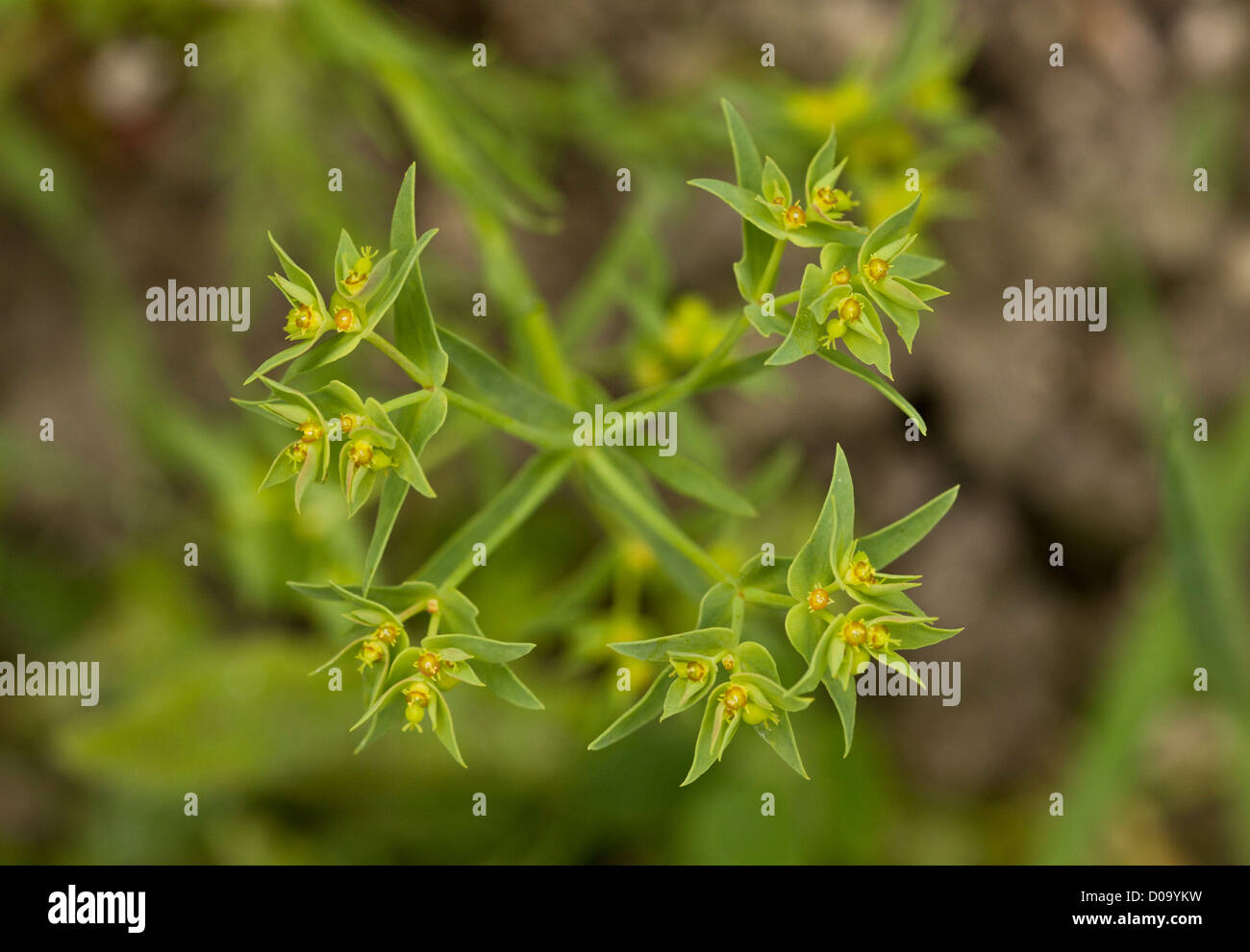 Dwarf Spurge (Euphorbia exigua) in arable land at Ranscombe Farm nature ...