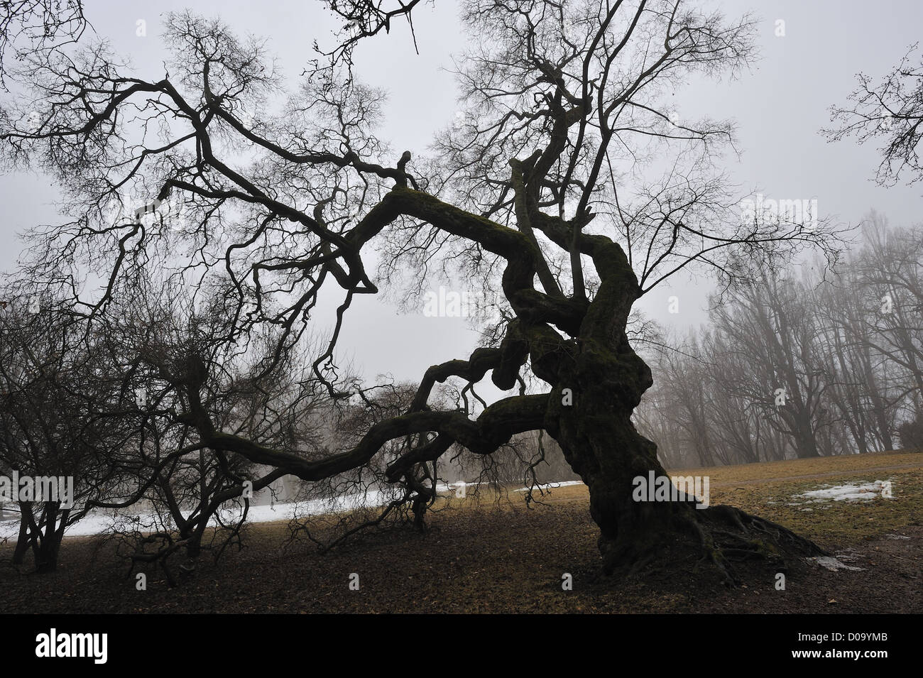 old tree in a park Stock Photo - Alamy