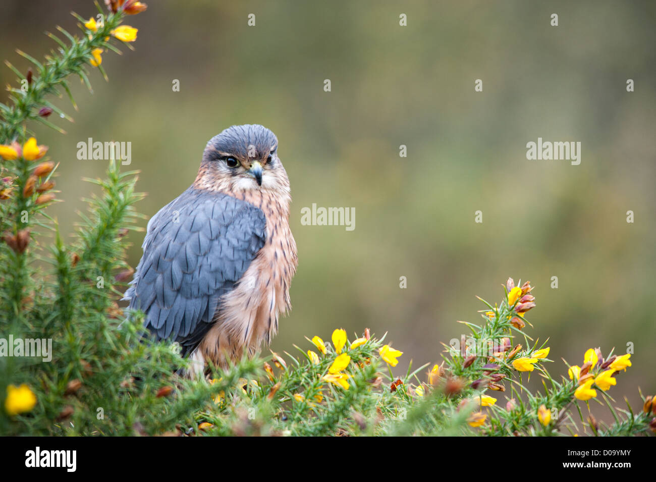 Merlin hawk falcon hi-res stock photography and images - Alamy