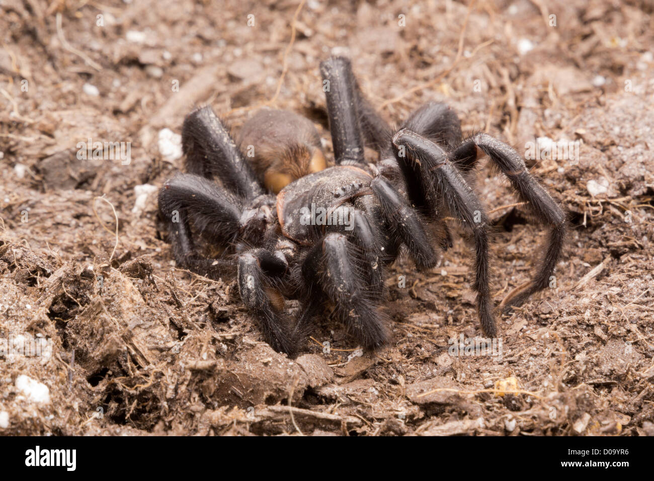 Texas Brown Tarantula Stock Photo - Alamy