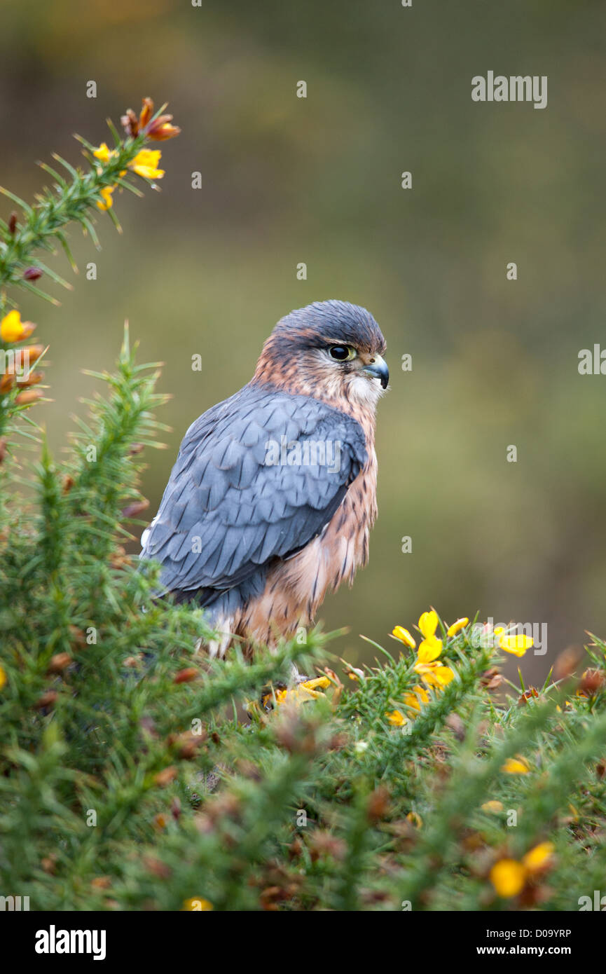 Falco columbarius hunt hi-res stock photography and images - Alamy