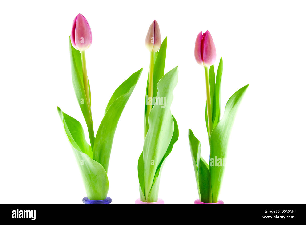 Three Dutch tulips side by side over white background Stock Photo - Alamy