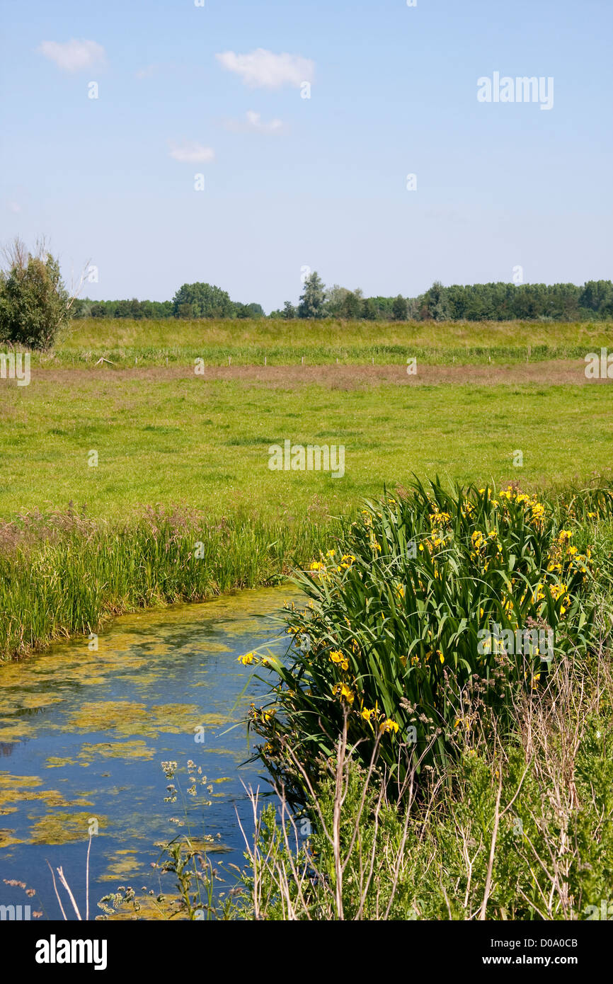 Dutch nature hi-res stock photography and images - Alamy