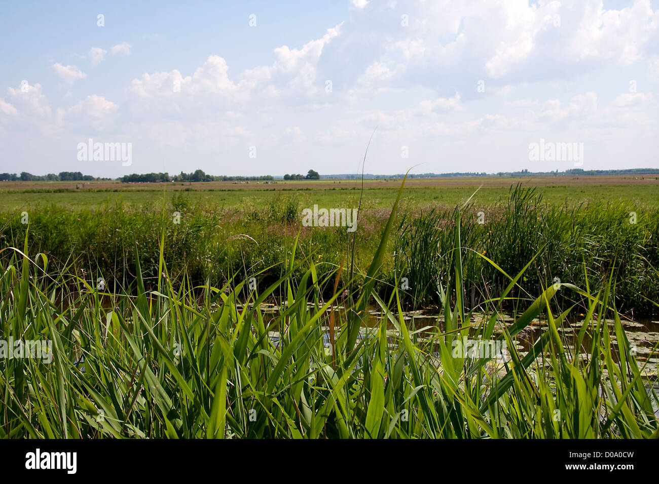Typical Dutch nature with big meadows on sunny day Stock Photo - Alamy