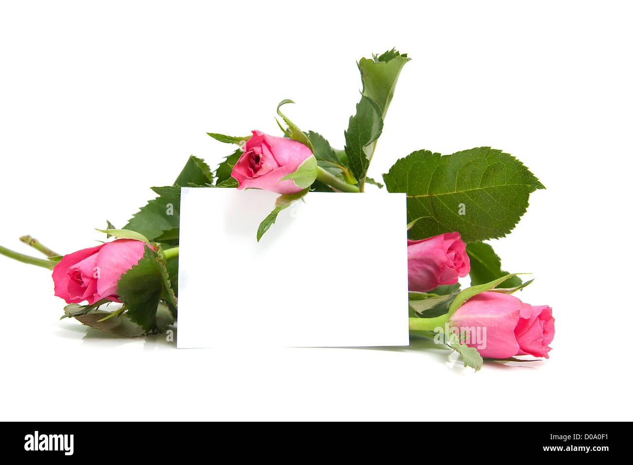 Pink roses and empty memo card with space for your own text, over white ...