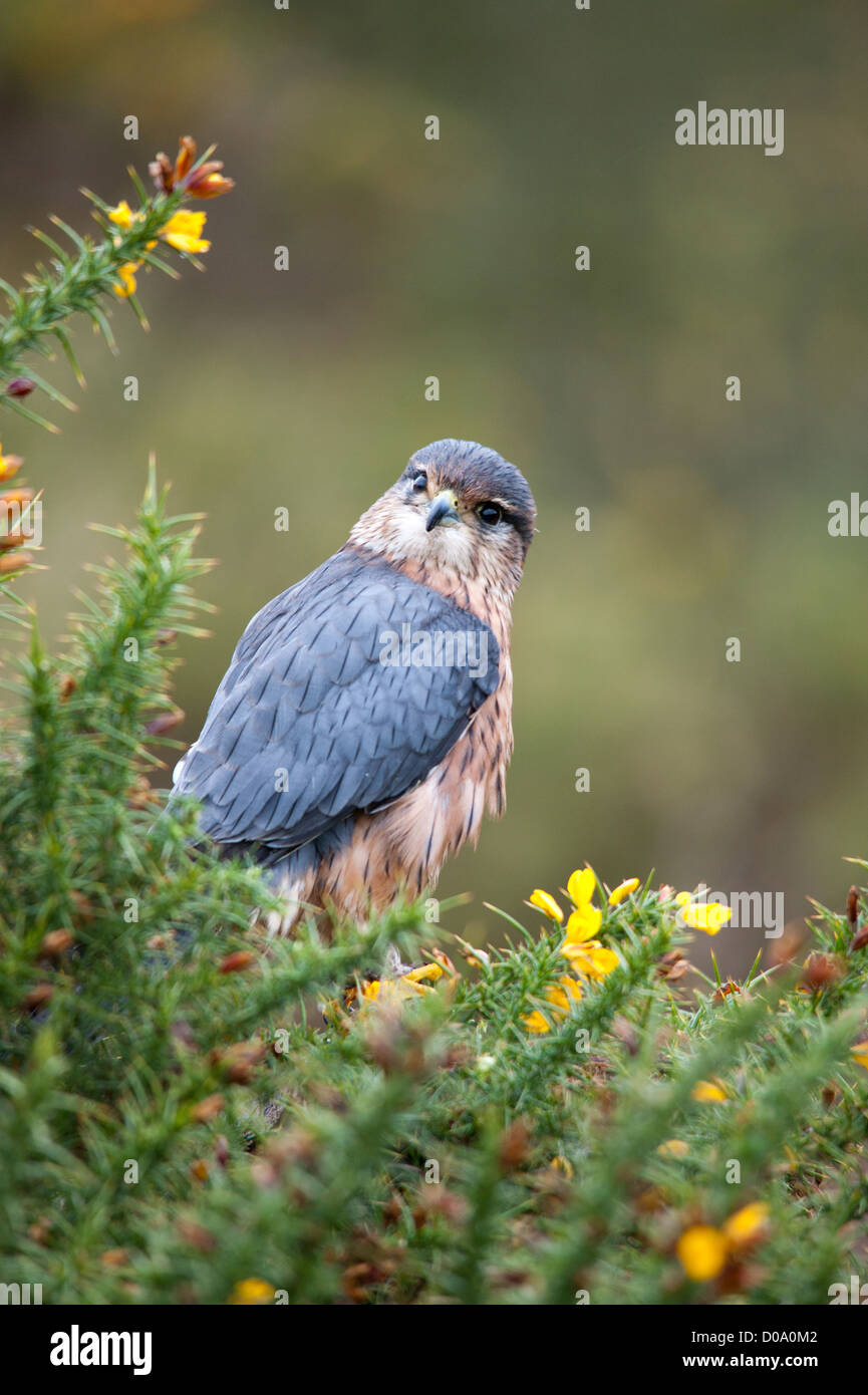Merlin (Falco columbarius) perching in a gorse bush Stock Photo - Alamy