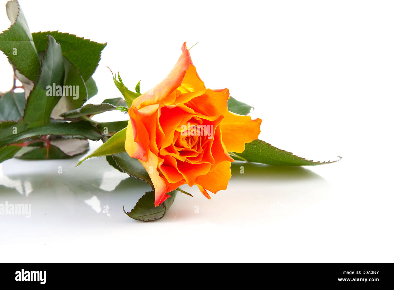 Lie rose hi-res stock photography and images - Alamy