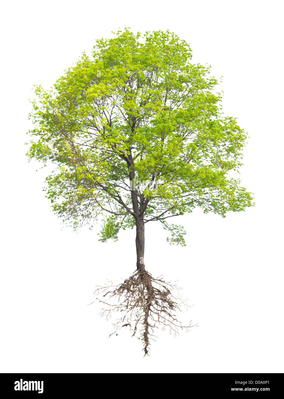 Tree with a root on a white background Stock Photo - Alamy