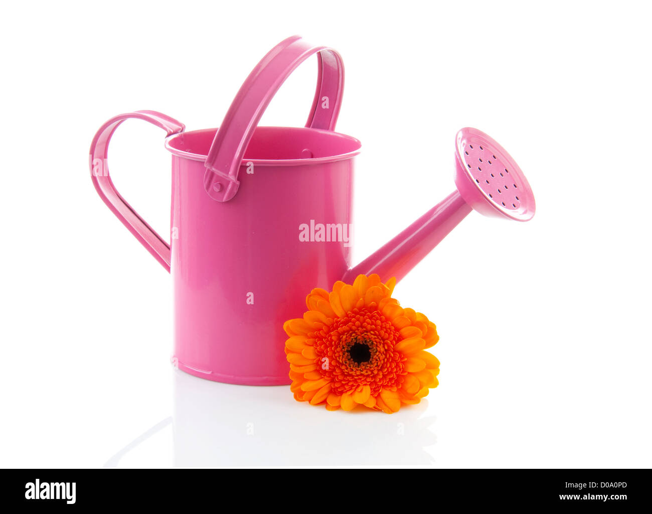 Pink watering can with orange gerber flower isolated on white ...