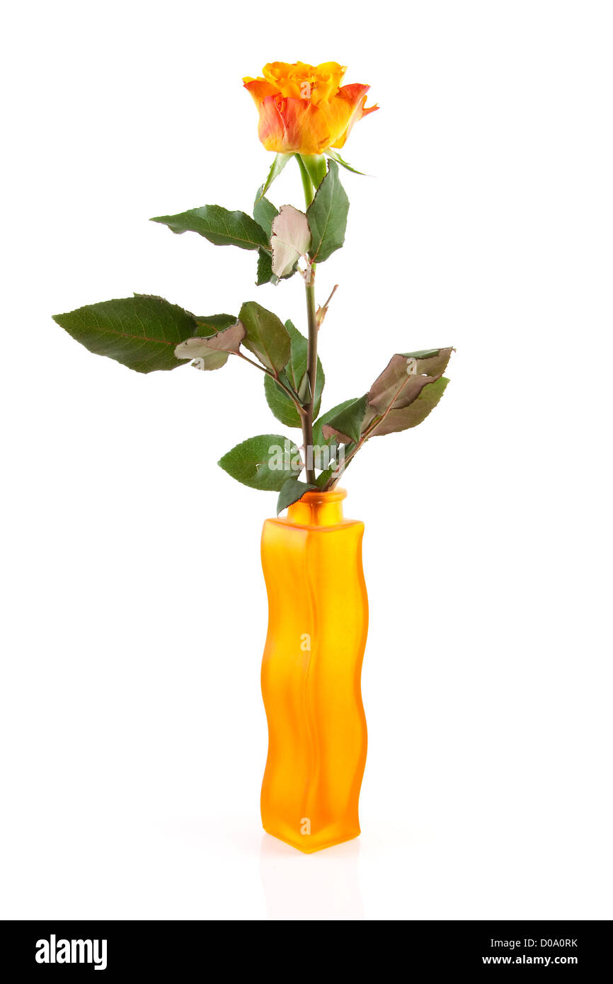 Orange rose in vase over white background Stock Photo - Alamy