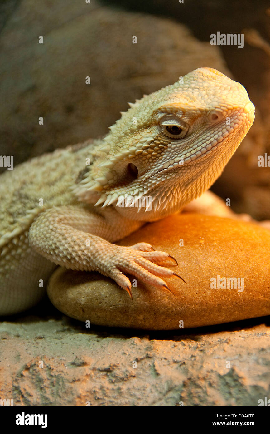 Bearded Dragon reptile in yellow lights getting warm Stock Photo - Alamy