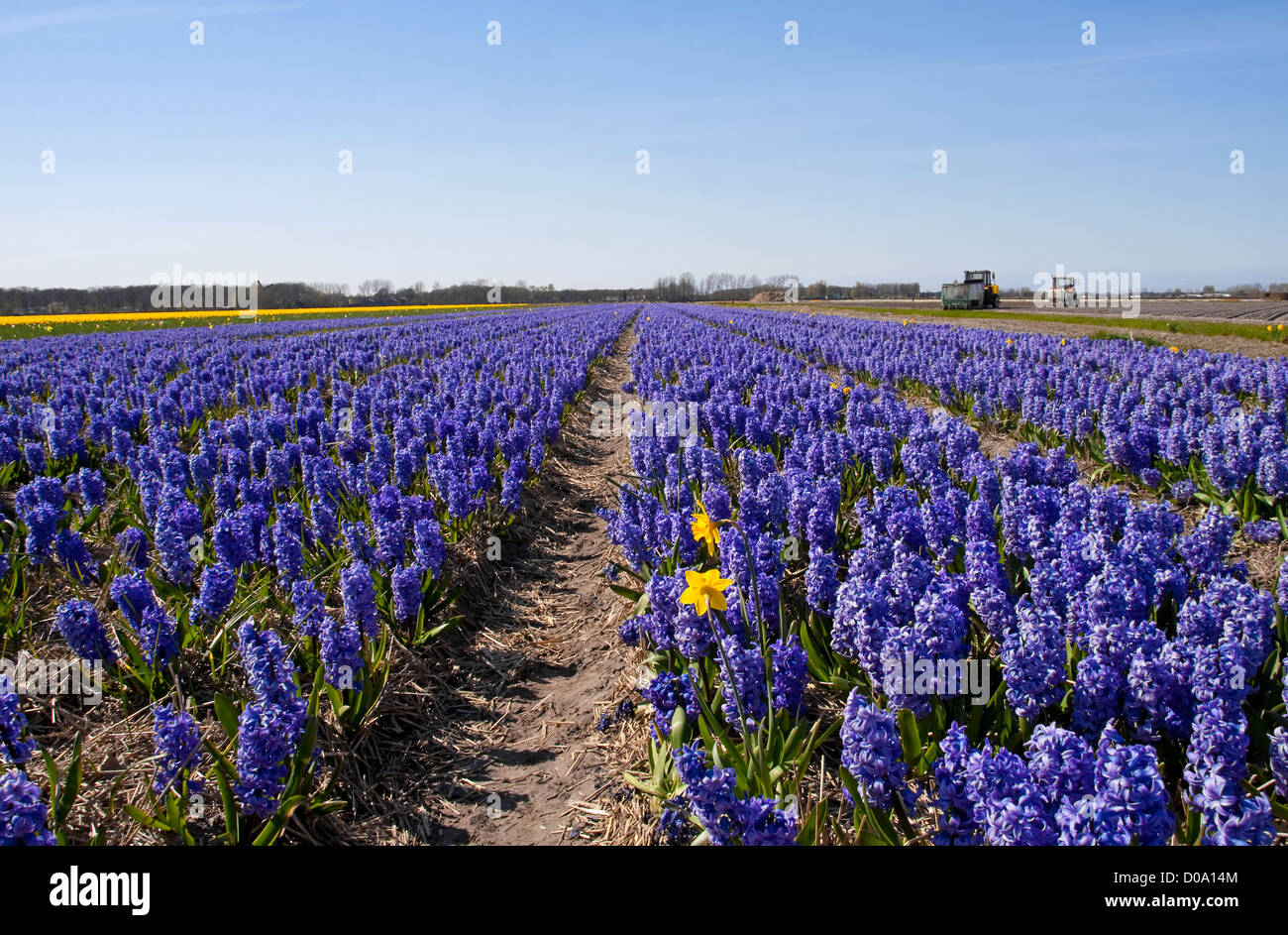 Dutch landscape: bulb fields with purple hyacinth flowers Stock Photo ...