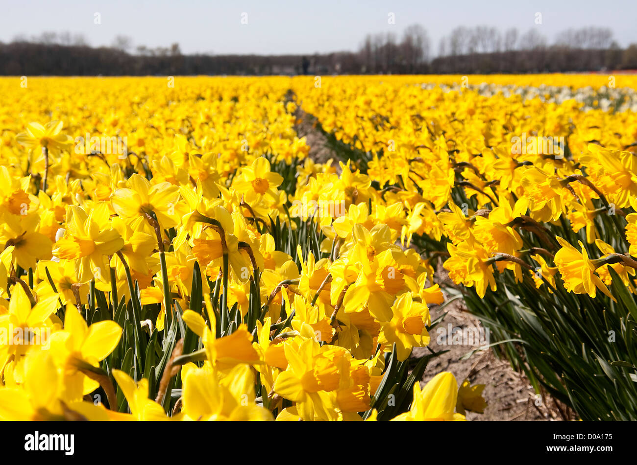 Dutch landscape: bulb fields with yellow daffodil flowers Stock Photo ...