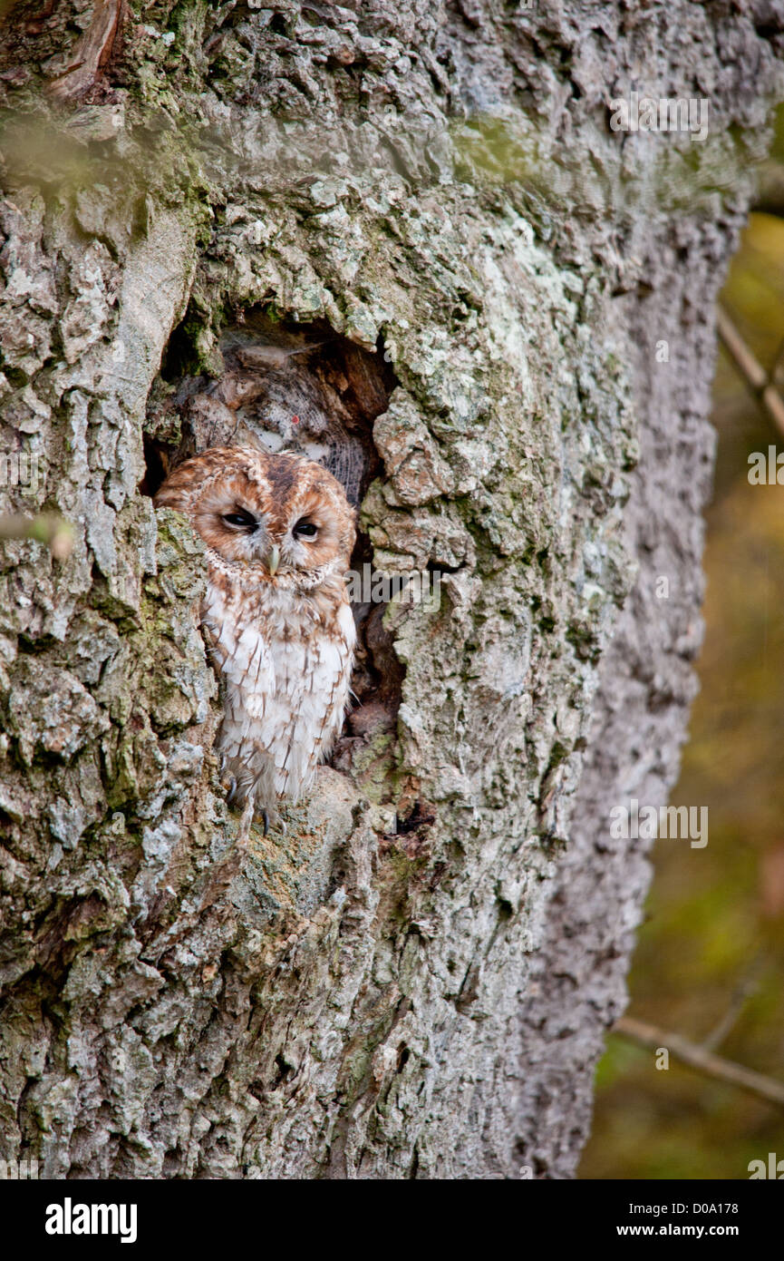 Animal bird tawny owl tree hi-res stock photography and images - Alamy