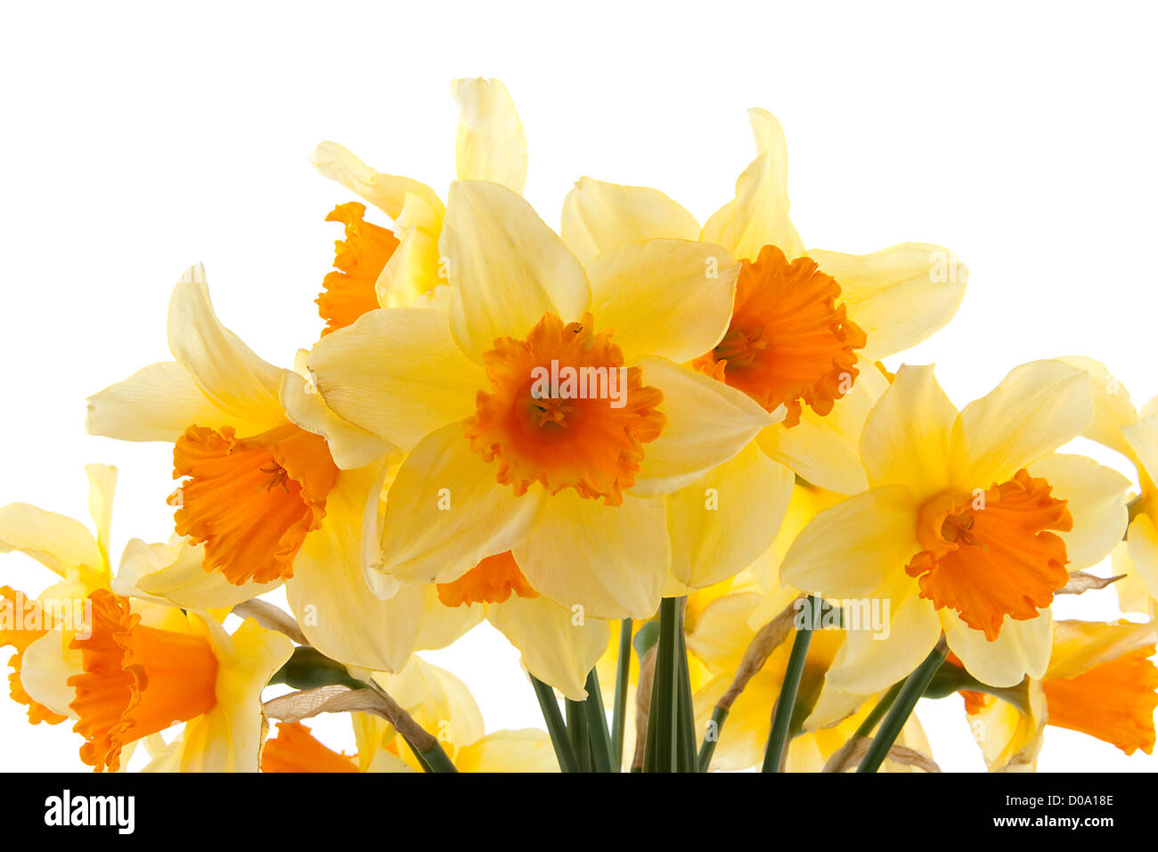 Yellow with orange daffodil flowers over white background Stock Photo ...