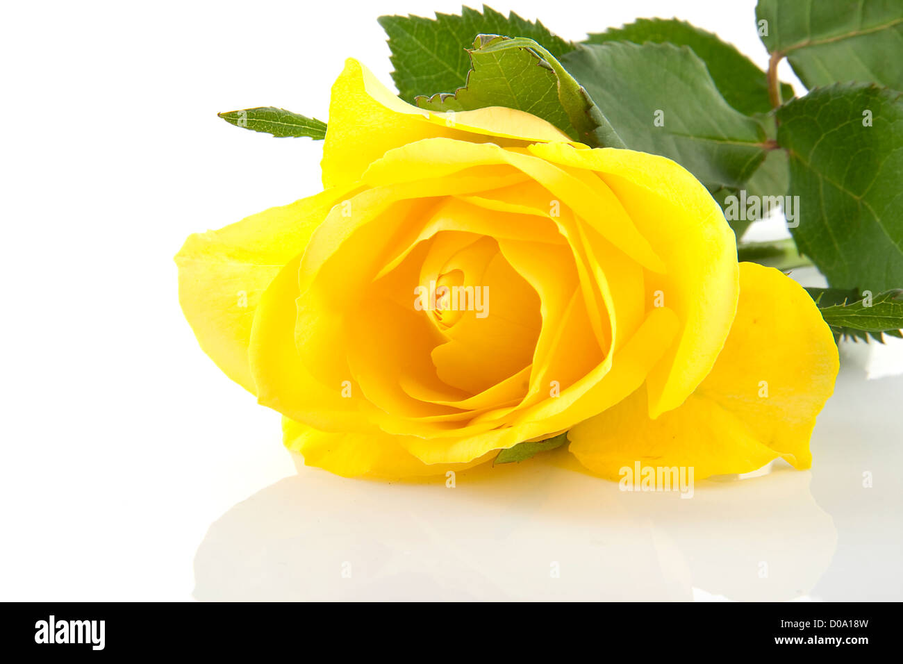 One yellow rose flower in closeup over white background Stock Photo - Alamy