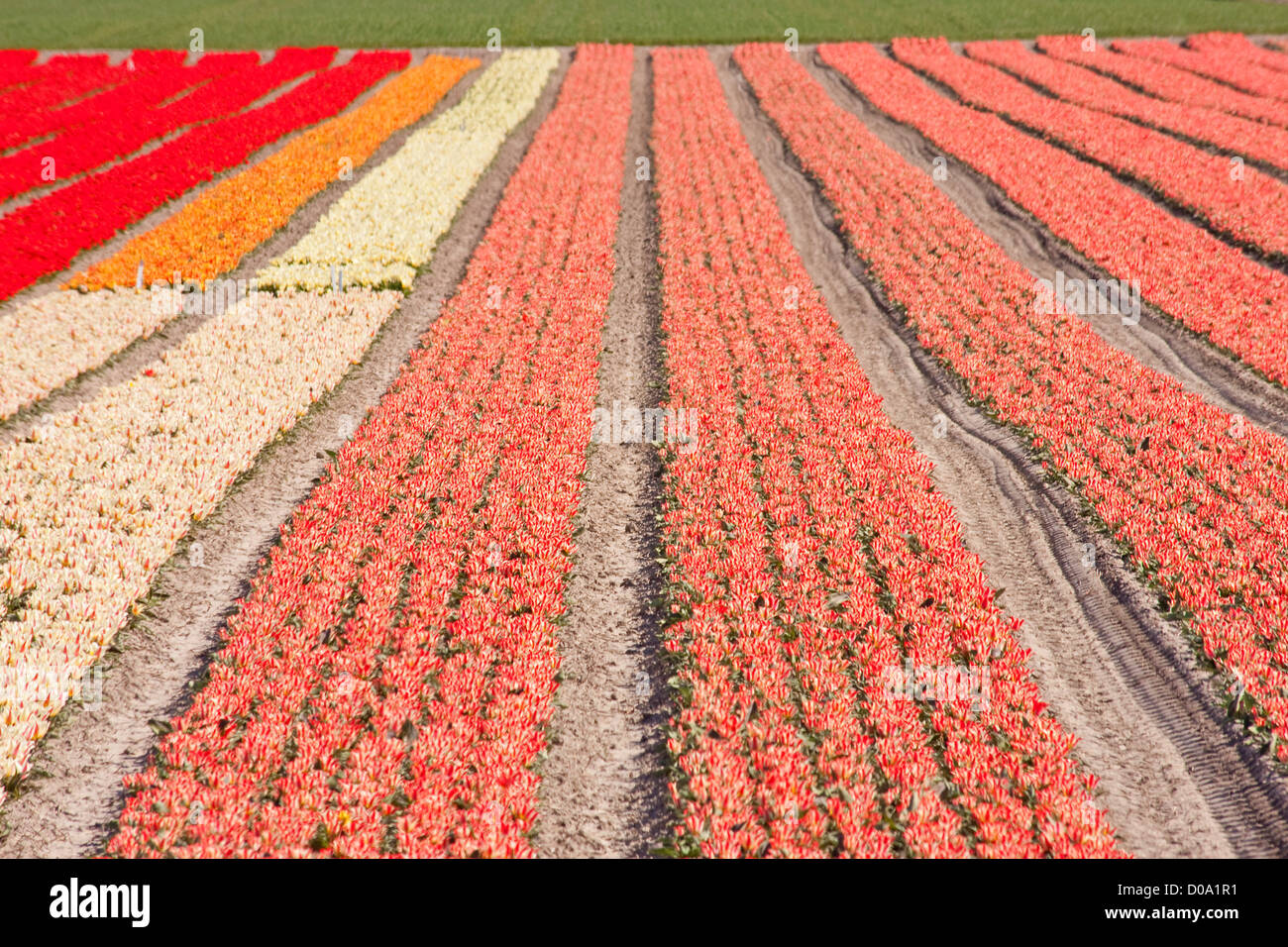 Dutch landscape, bulb fields with colorful tulips Stock Photo - Alamy