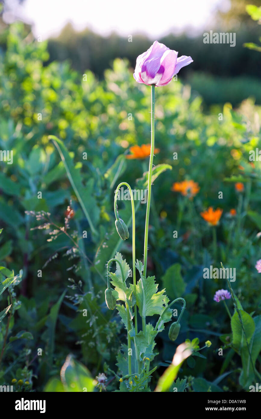 Purple poppy flowers growing in a summer meadow Stock Photo - Alamy