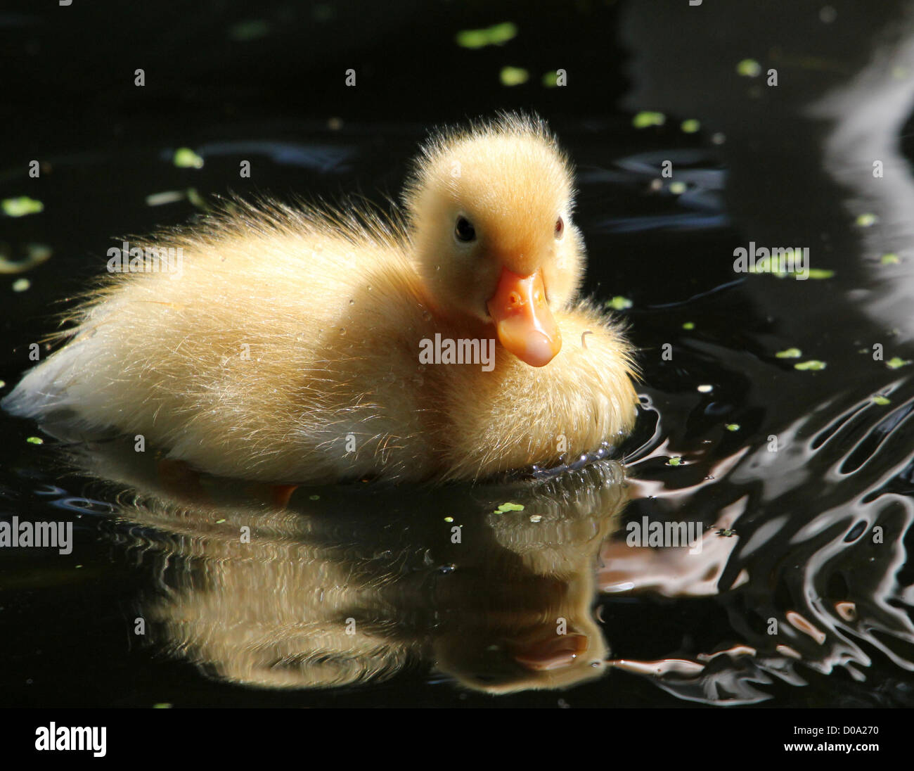 Close-up of a cute young white duckling swimming Stock Photo - Alamy