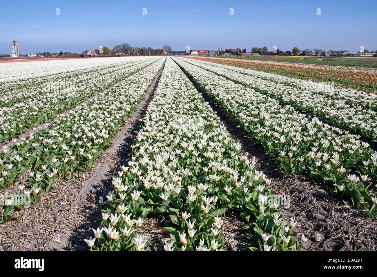 Dutch landscape, bulb fields with white tulips Stock Photo - Alamy