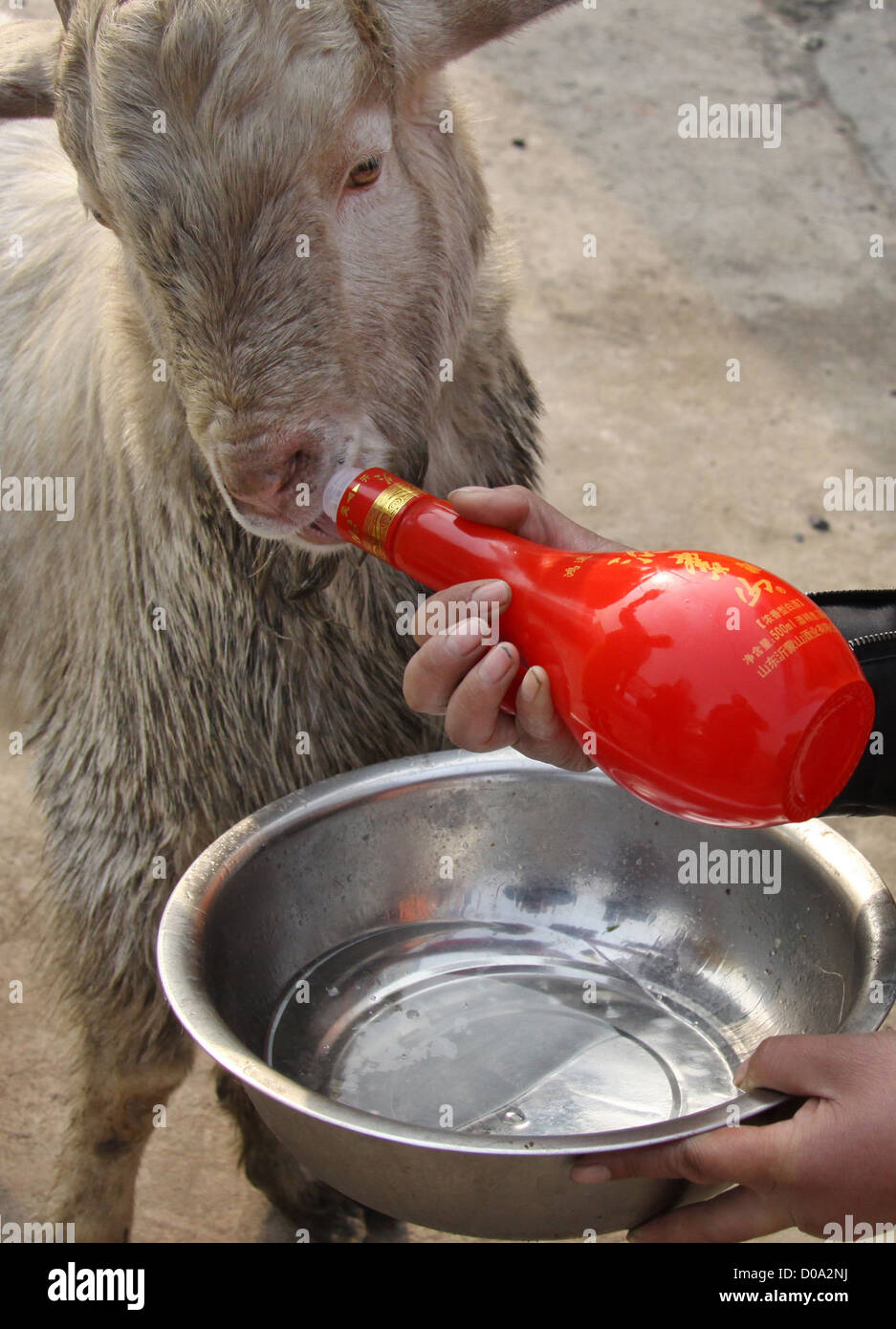 GOATEE BEER A boozy billy goat in the Luozhuan district of Linyi city ...