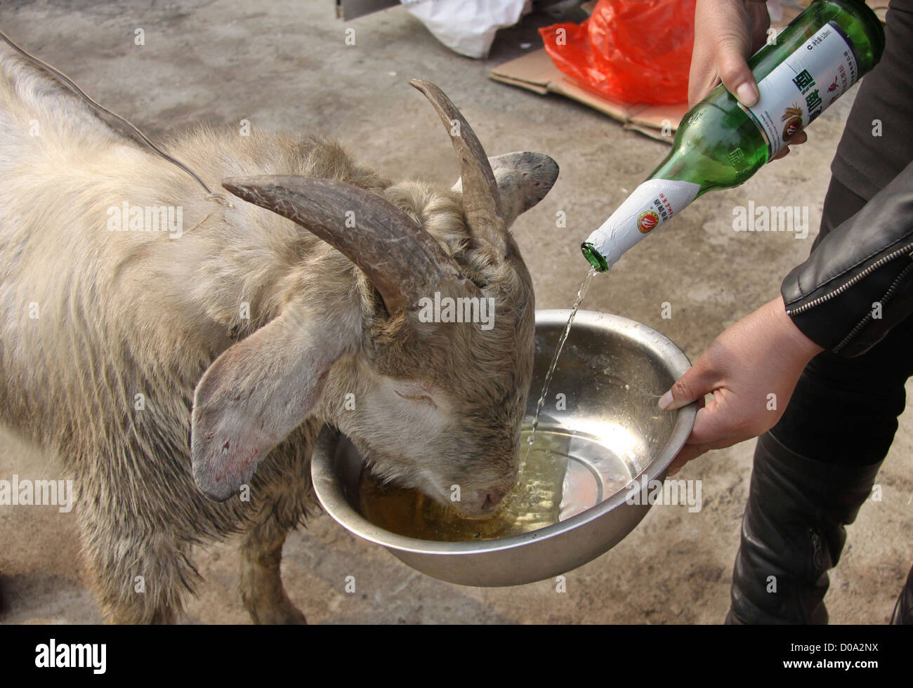Goat beer hi-res stock photography and images - Alamy