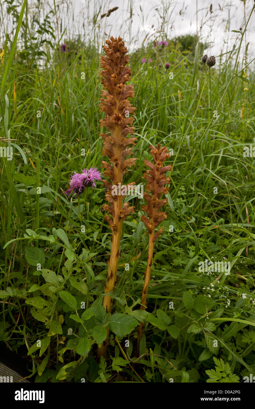 Tall Broomrape (Orobanche elatior) parasitic on Greater Knapweed, chalk ...