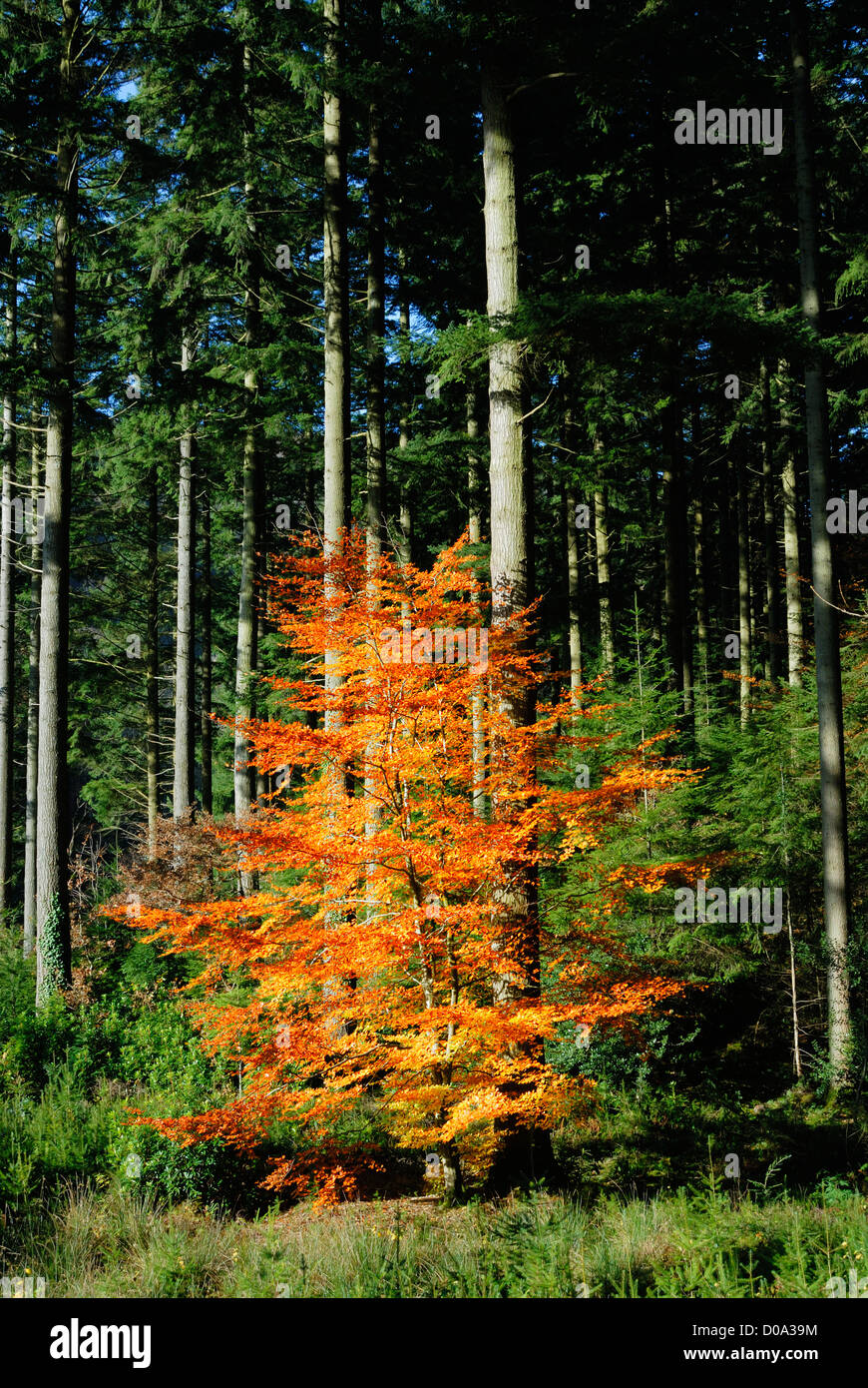 Golden autumnal foliage against a green pine forest background Stock ...