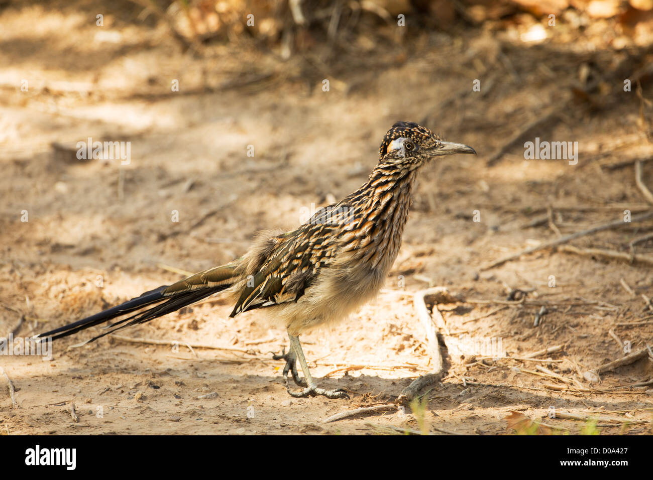 Roadrunner at big bend national park hi-res stock photography and ...