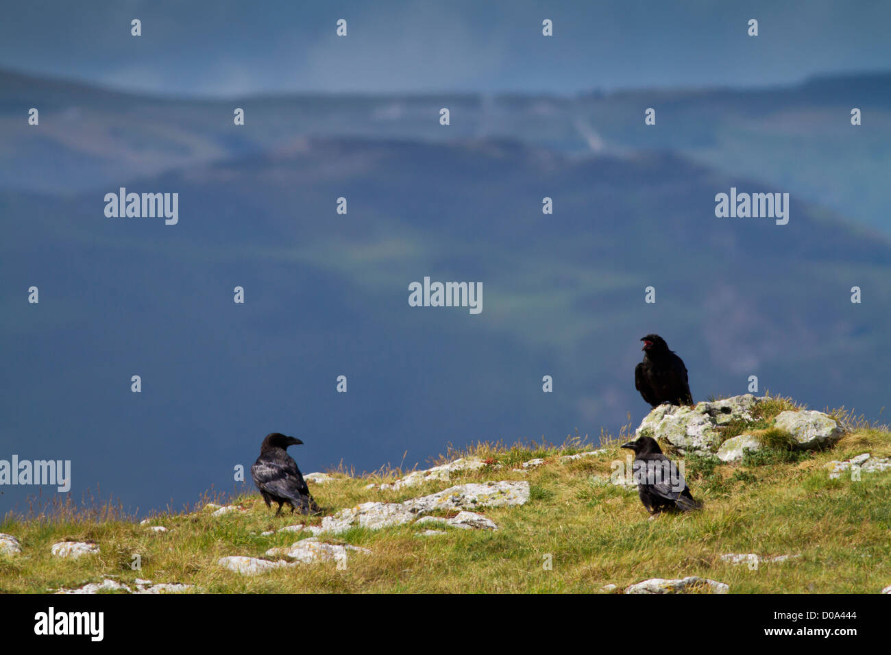 Three feathers wales hi-res stock photography and images - Alamy