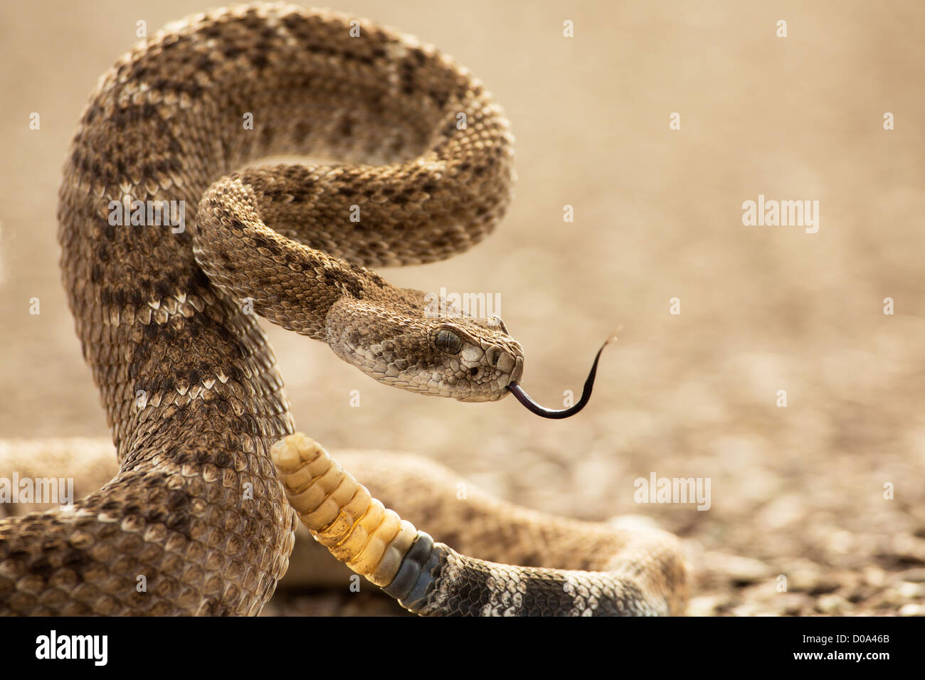 A diamondback rattlesnake in big bend nationmal park, TX Stock Photo ...