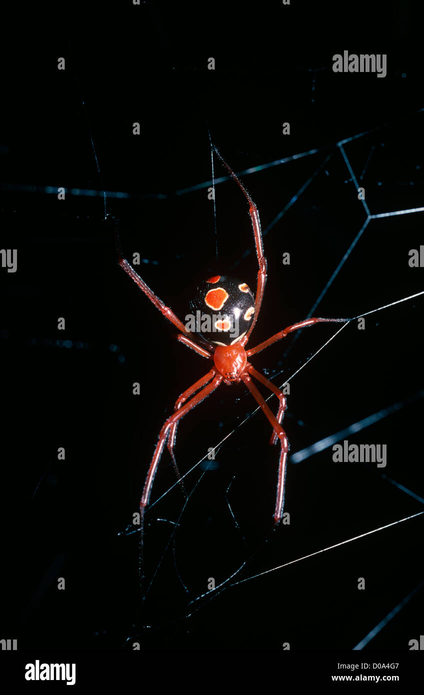 Red widow spider (Latrodectus bishopi: Theridiidae) female in her web ...