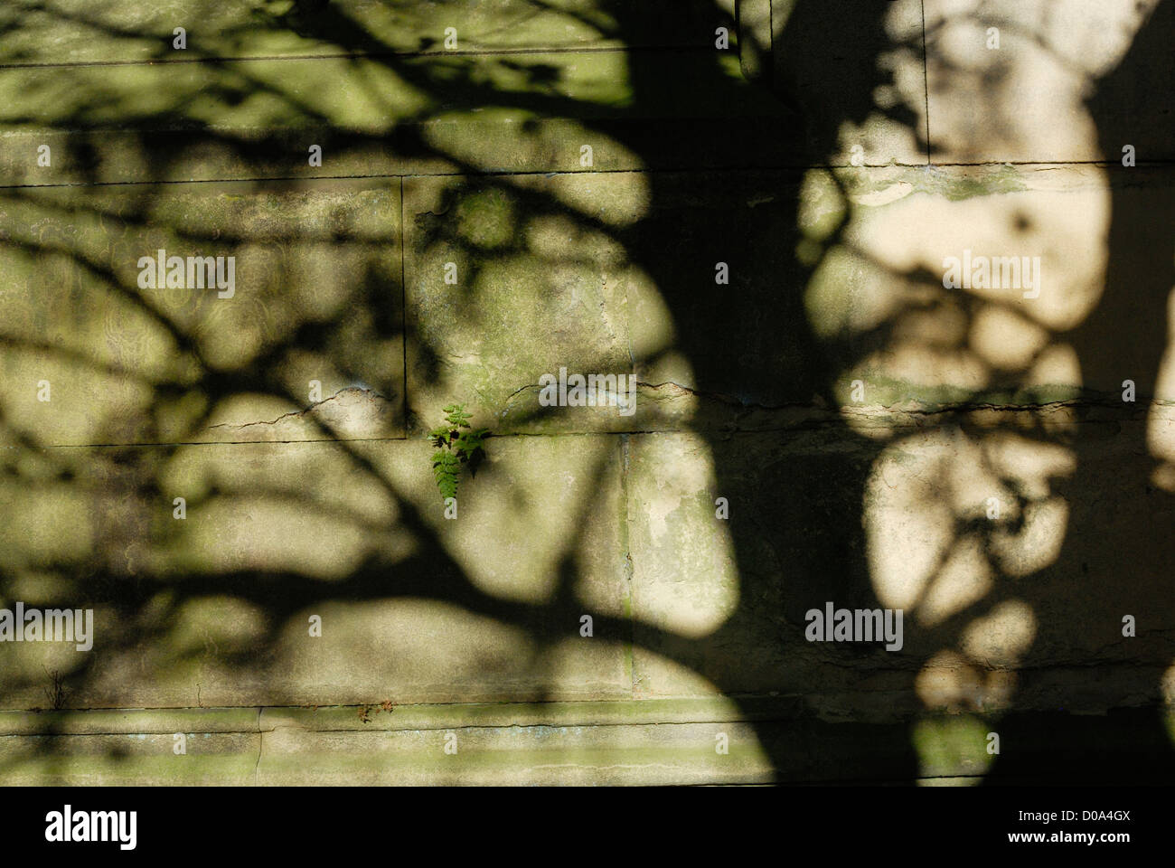 Tree Shadows On Wall Stock Photos & Tree Shadows On Wall Stock Images ...