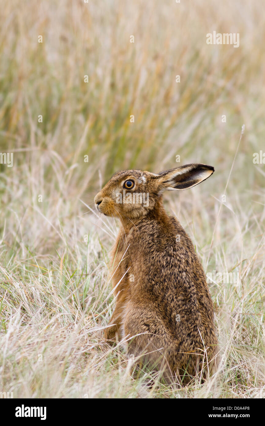 Brown Hare sitting in long grass Stock Photo - Alamy