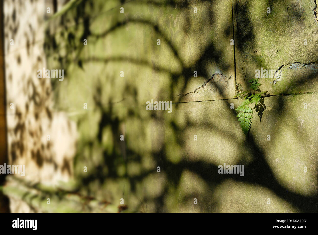 Tree shadows cast on a wall' Stock Photo - Alamy