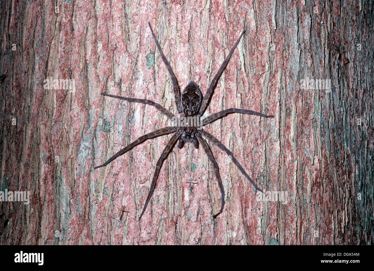 North american fishing spiders hi-res stock photography and images - Alamy