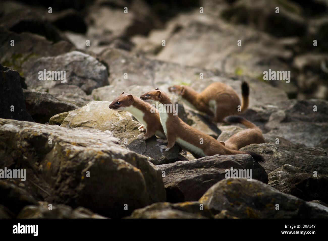A family of stoats hunting amongst the rocks of an estuary Stock Photo ...