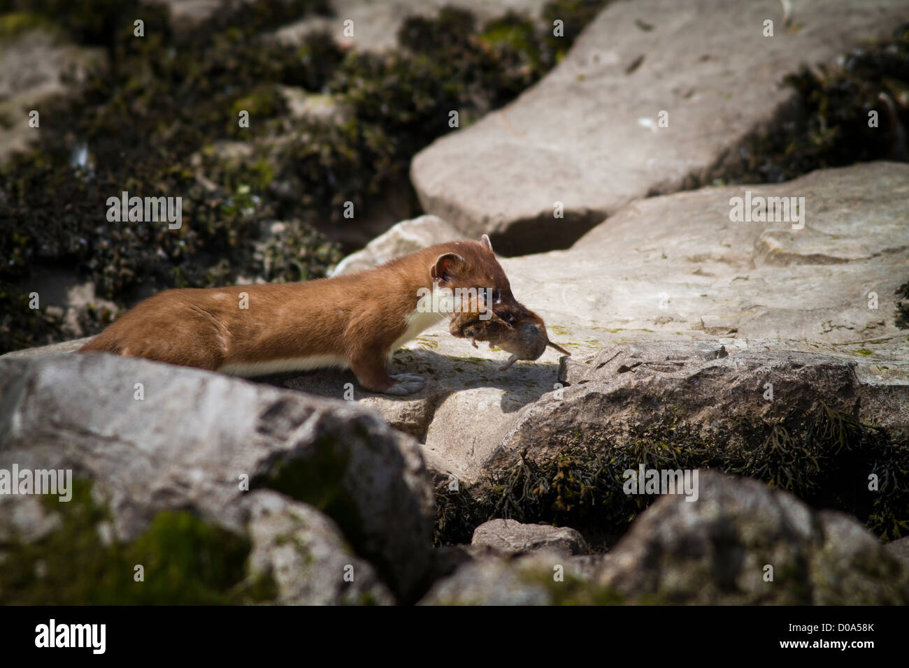 Stoat in uk hi-res stock photography and images - Alamy