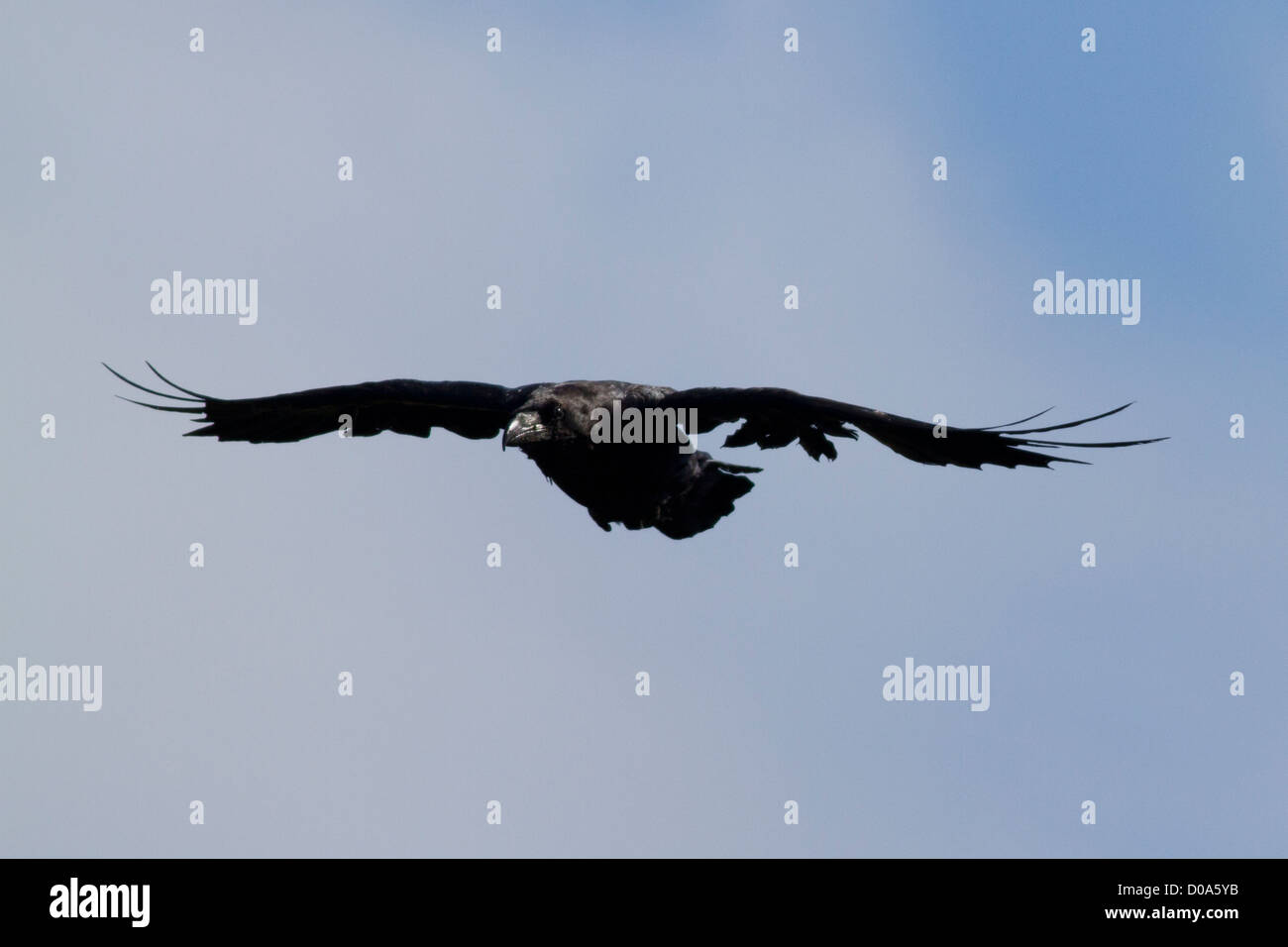 Raven uk corvus corax flight hi-res stock photography and images - Alamy