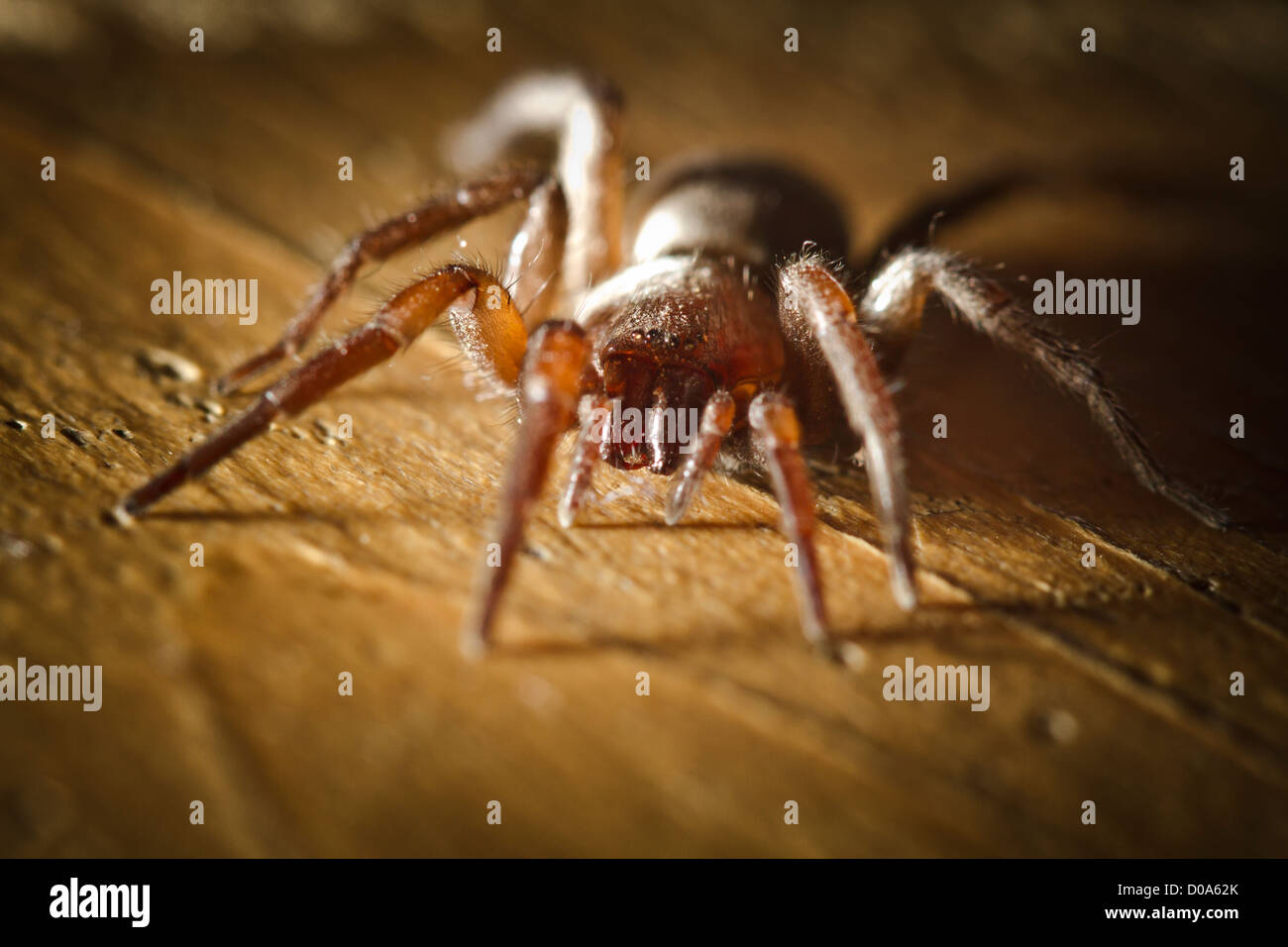 Mouse spider hi-res stock photography and images - Alamy