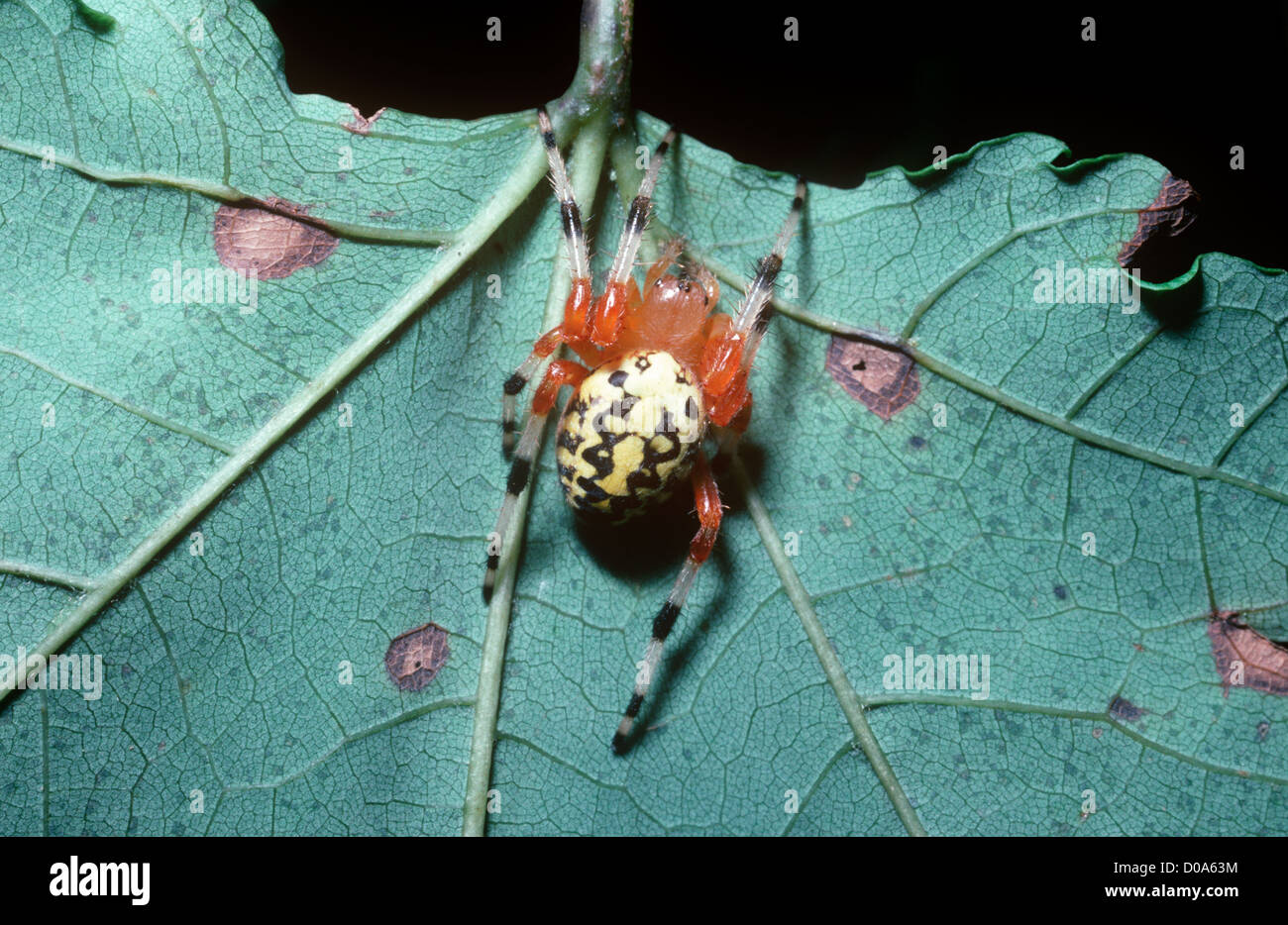 The Marbled Orb Weaver Araneidae