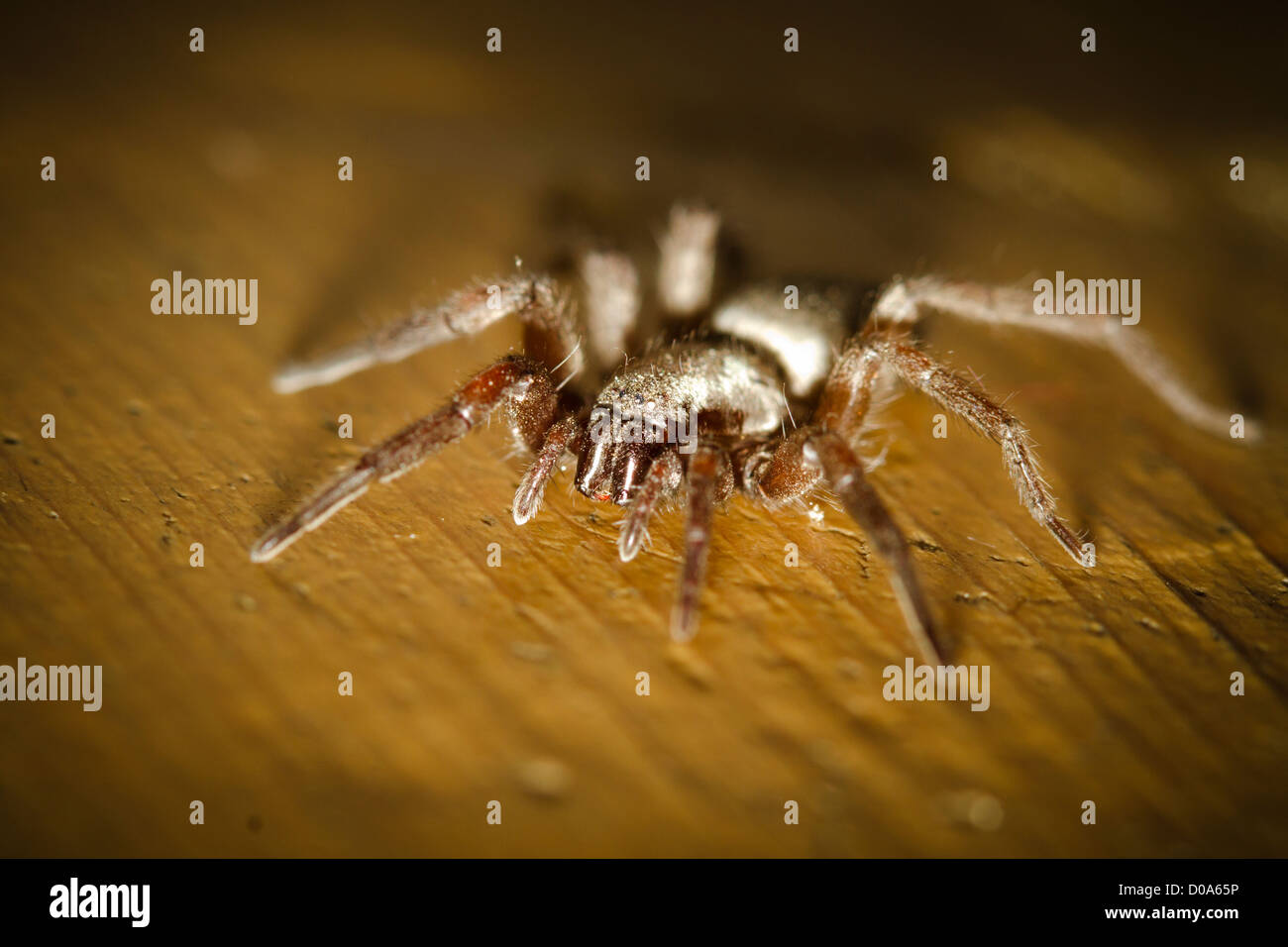 A Mouse spider stalks across the floor boards of an old house Stock ...