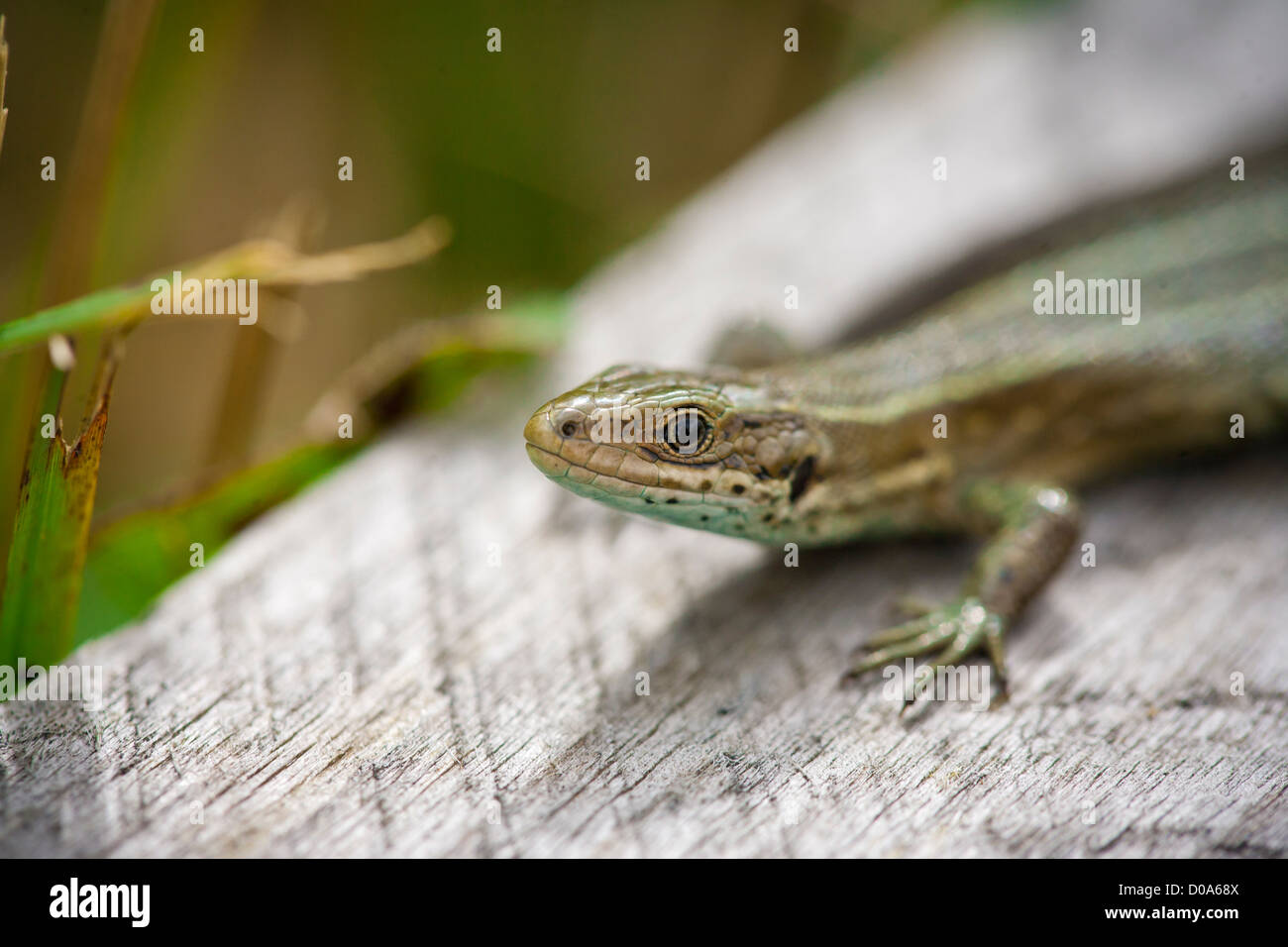 Common Lizard portrait Stock Photo - Alamy
