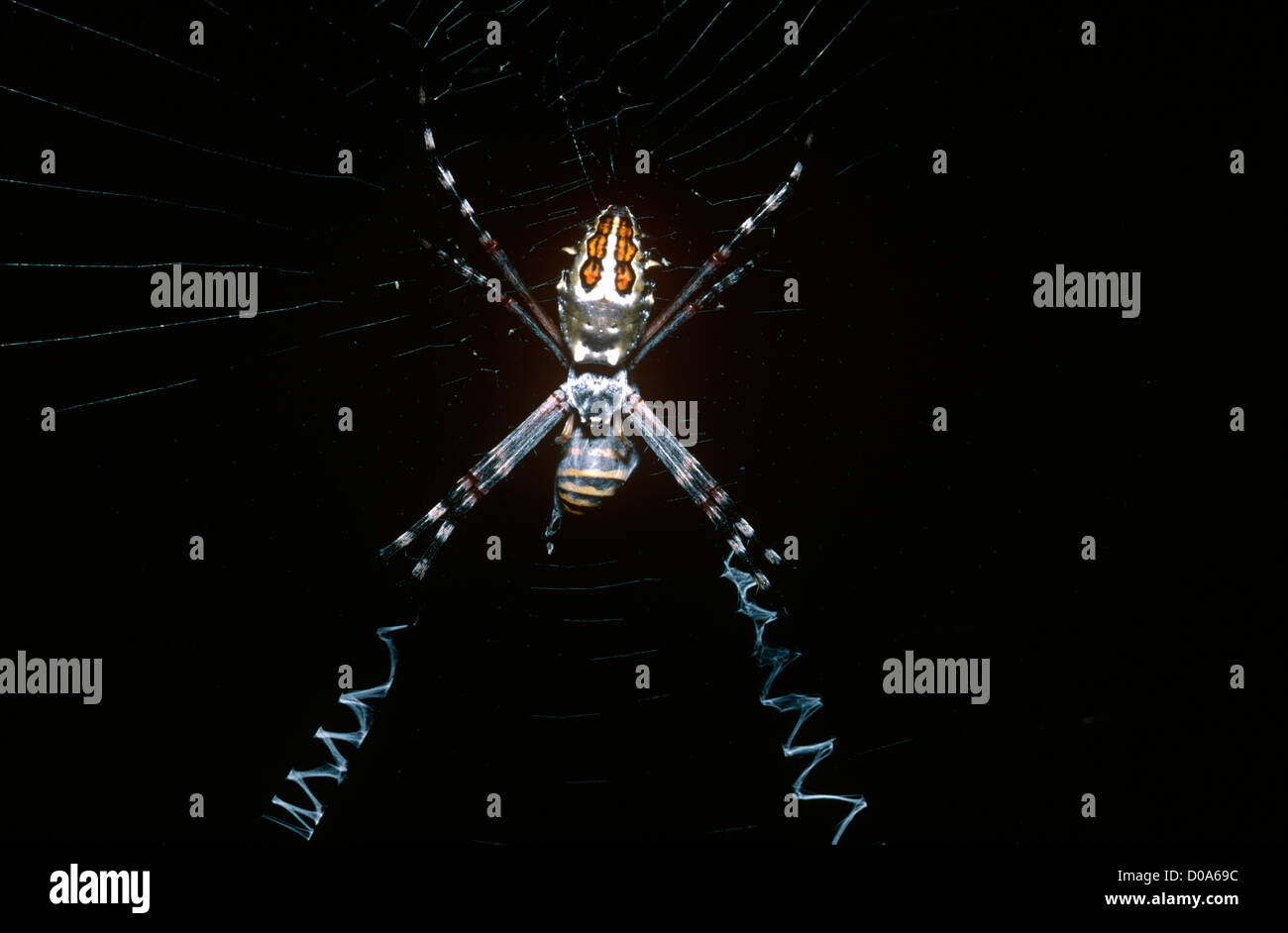 Orb web spider (Argiope florida: Araneidae) female feeding on a ...